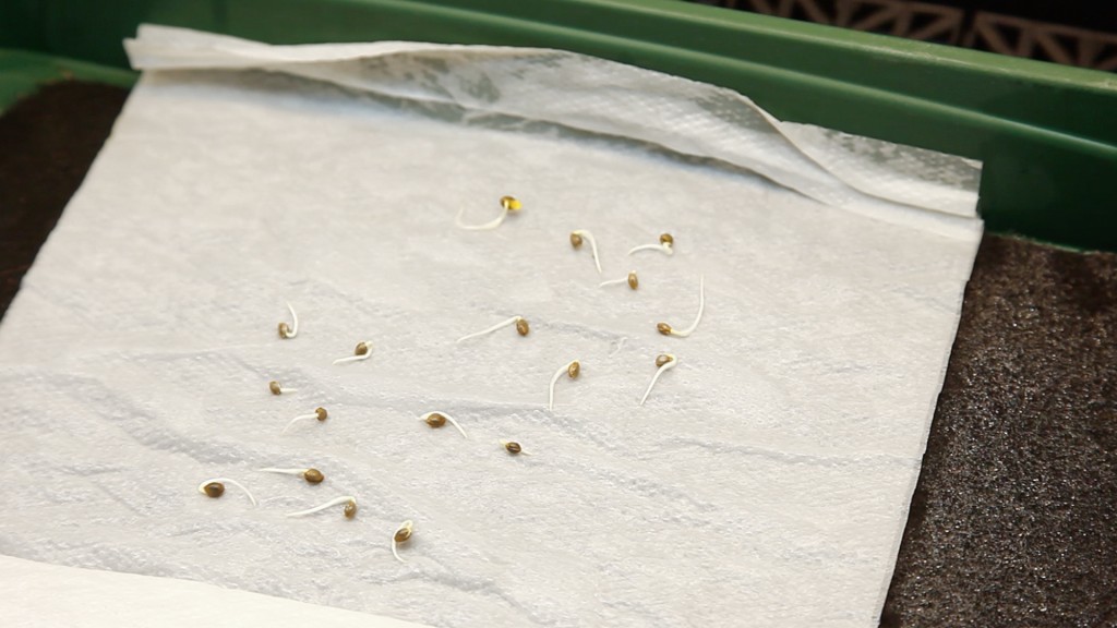 Growing Fruity Jack marijuana- Philosopher Seeds