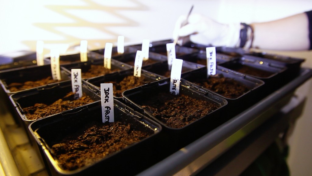 Growing Fruity Jack marijuana- Philosopher Seeds