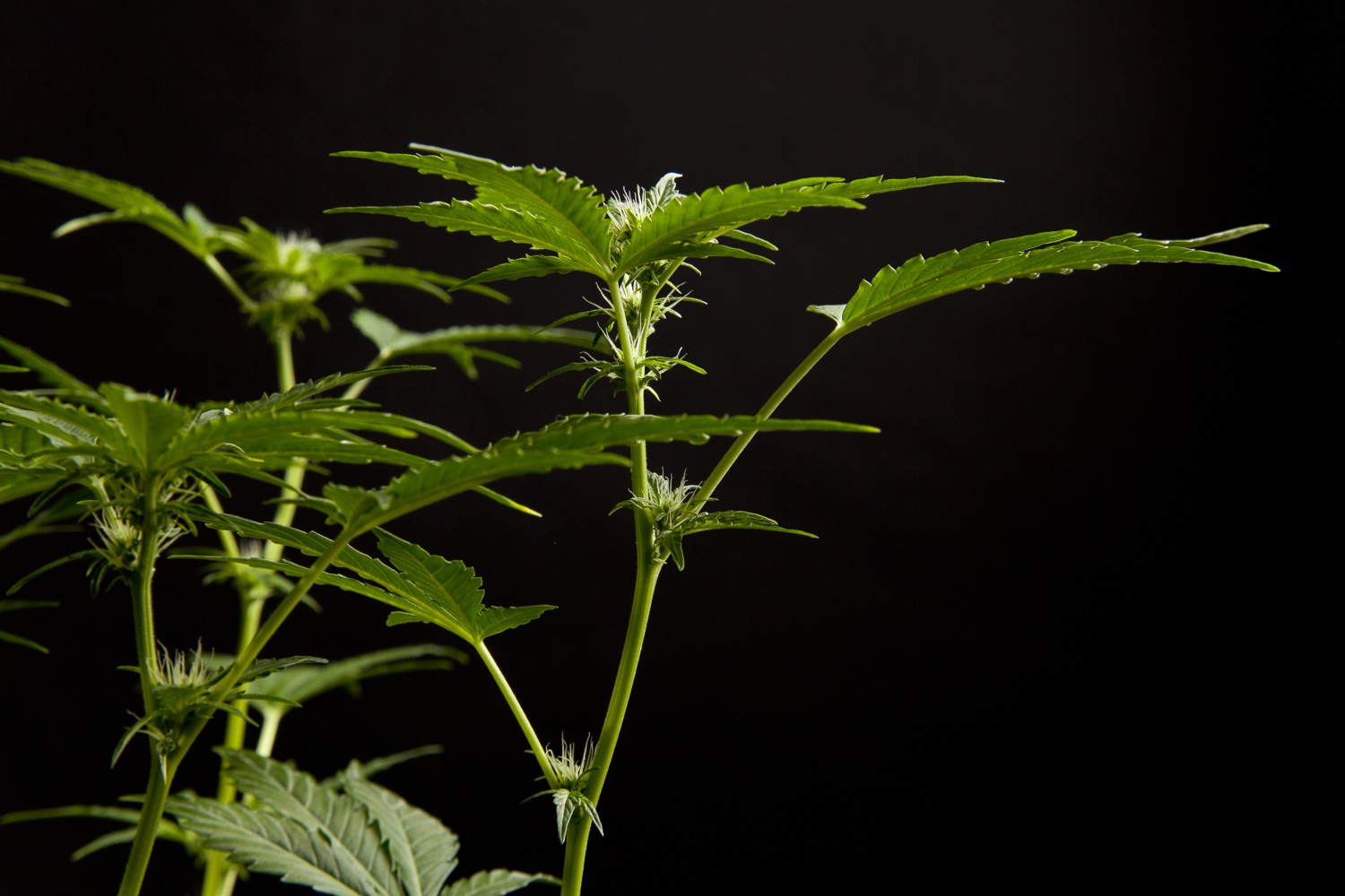 White Yoda Auto y su historia | Blog de Philosopher Seeds