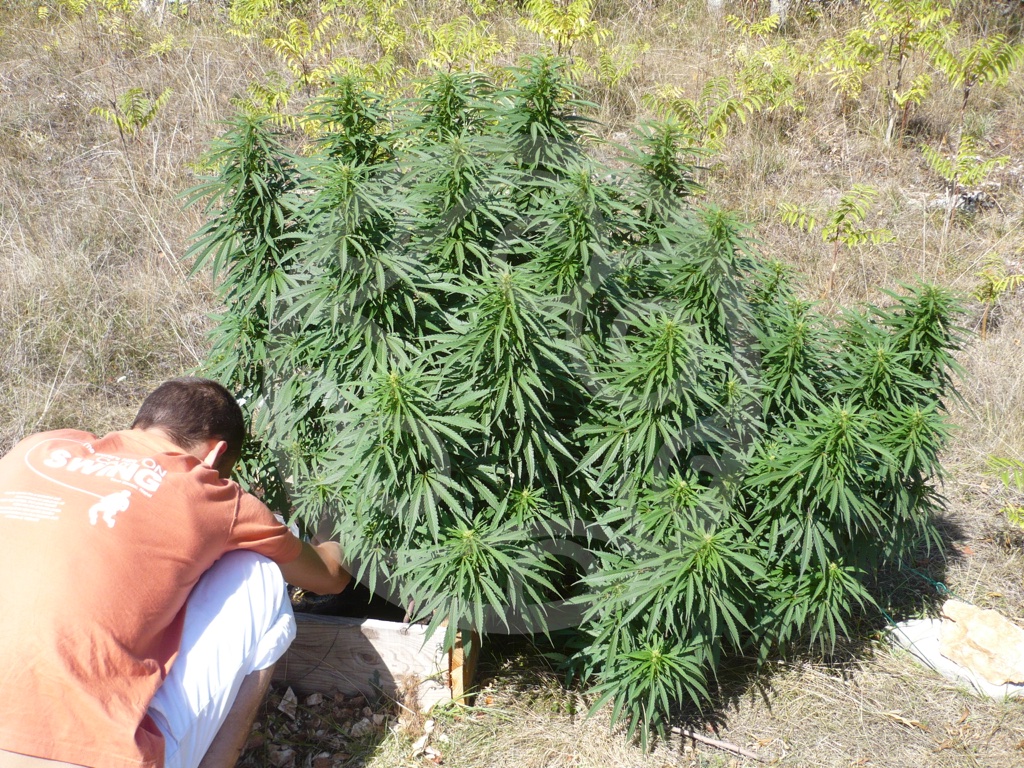 Cultiver du cannabis en extérieur | Blog Philosopher Seeds