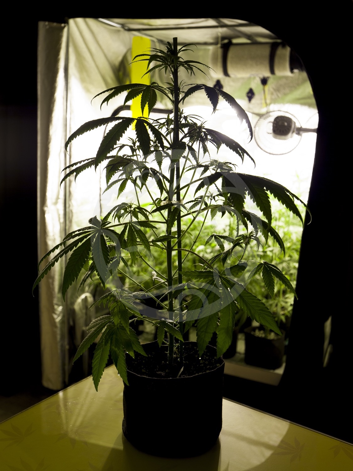 Selecting a feminised cannabis mother plant | Blog Philosopher Seeds
