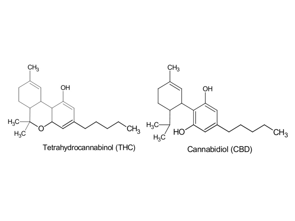 Cannabinoïdes et cannabis | Blog Philosopher Seeds