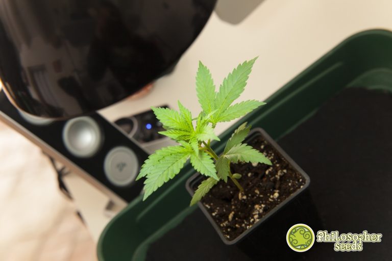 Culture de cannabis en guérilla | Blog Philosopher Seeds