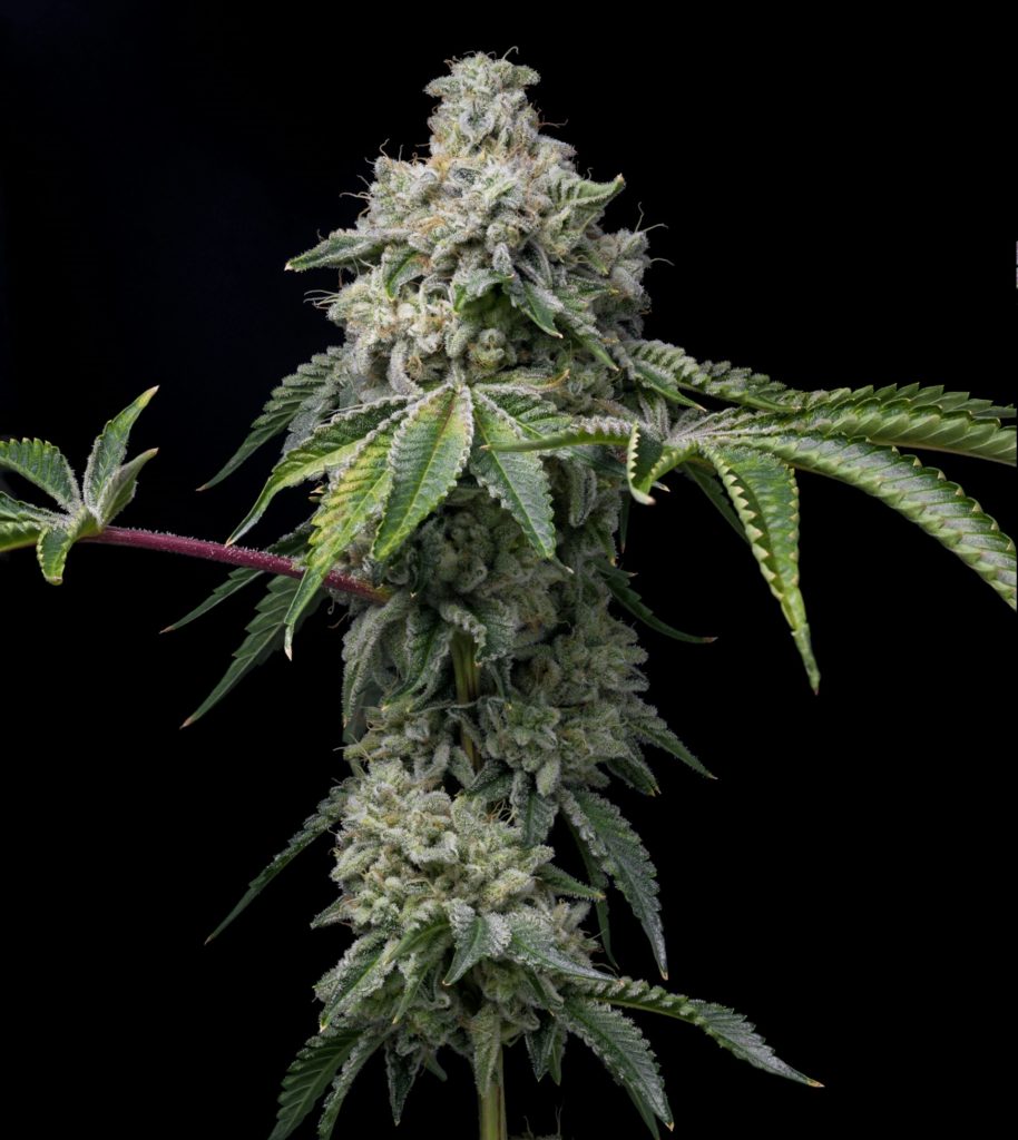 Lollipopping et cannabis- Philosopher Seeds