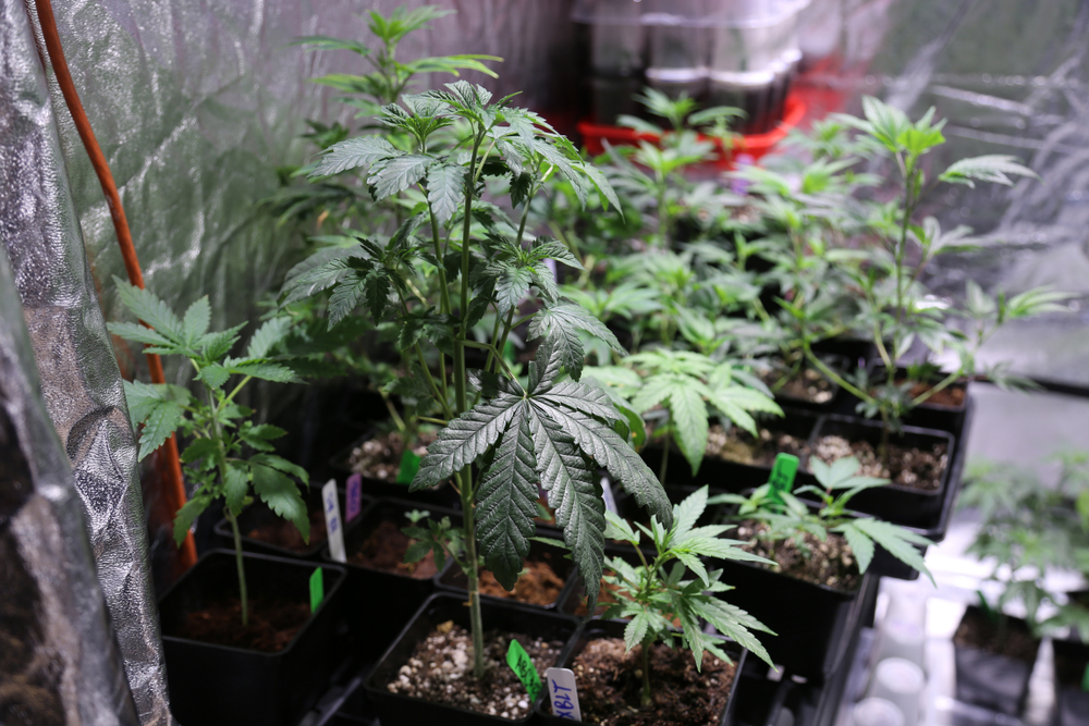 Cultivar plantas automáticas em armários de plantas-mãe- Philosopher Seeds