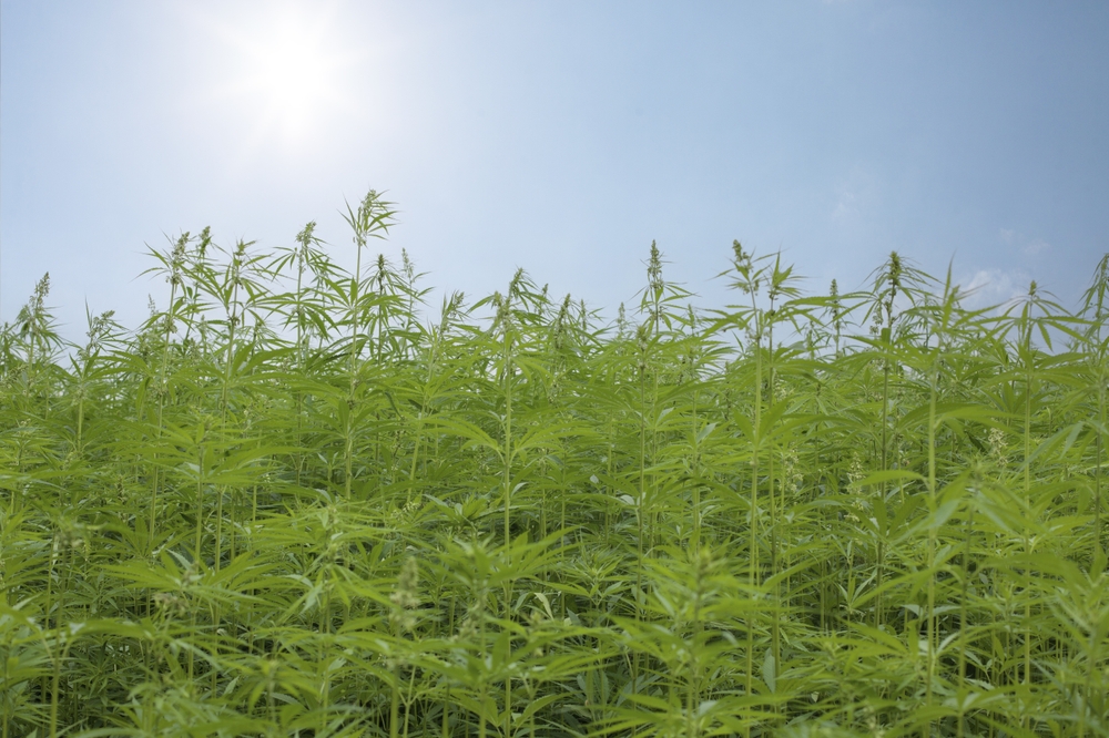 Soil Regeneration and Cannabis- Philosopher Seeds