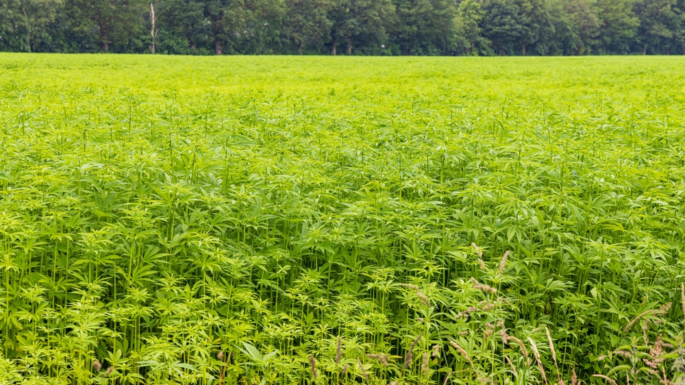 Soil Regeneration and Cannabis- Philosopher Seeds