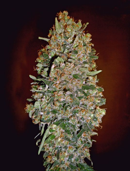 Auto Chocolate Skunk - Semillas Philosopher Seeds