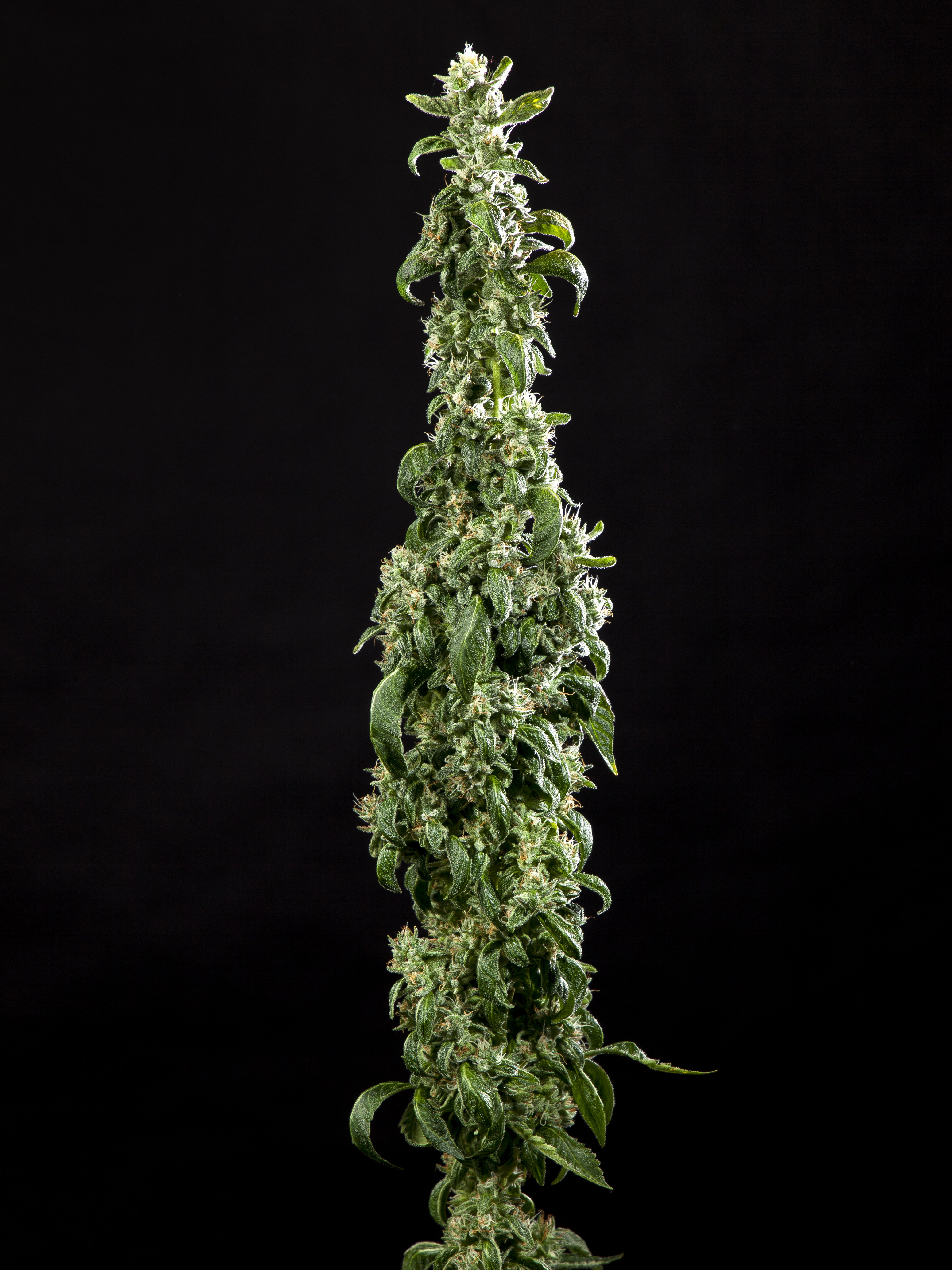 Tahoe OG x Do-si-Dos - Philosopher Seeds bank