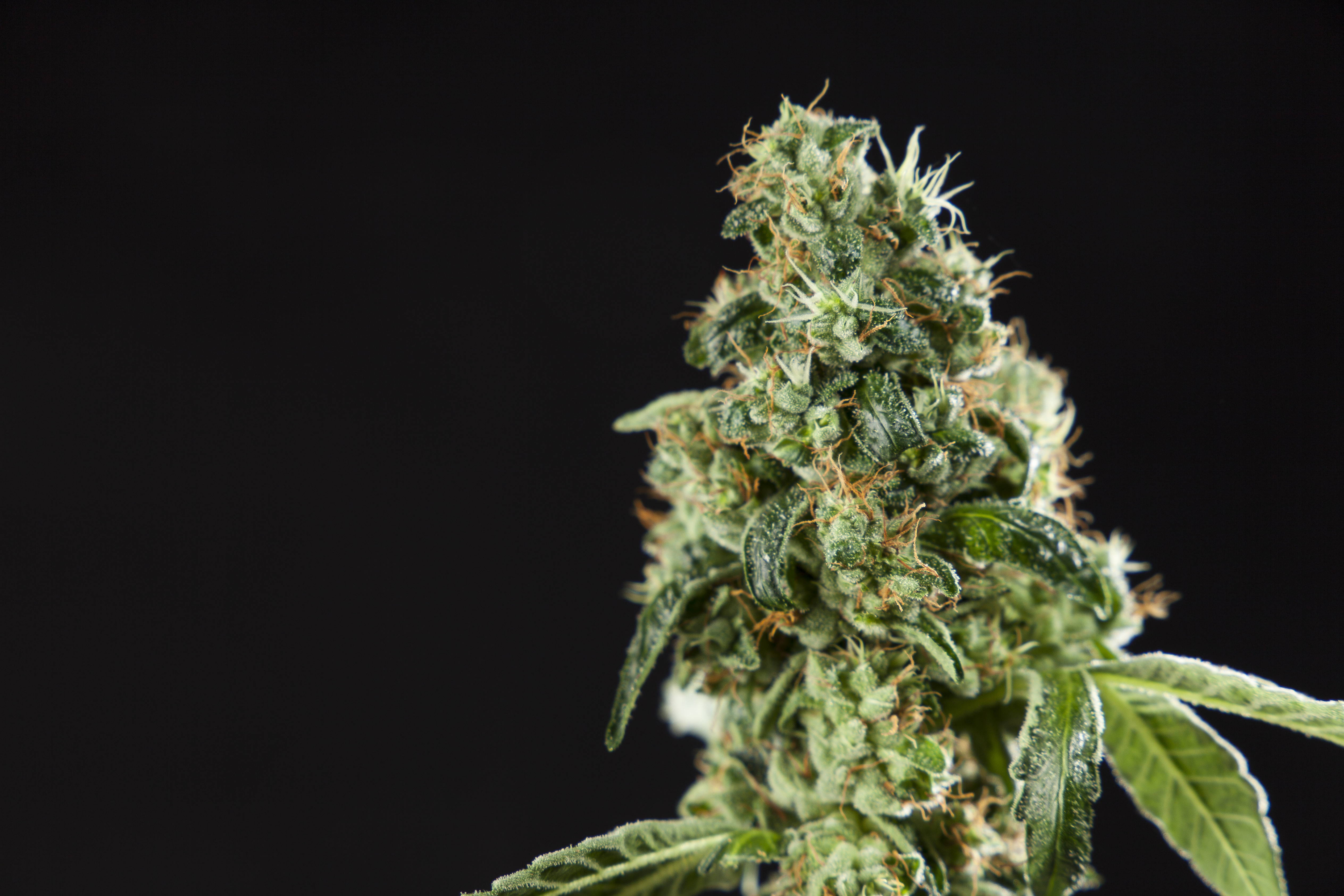 Wifi 43 x Do-Si-Dos - Philosopher Seeds bank