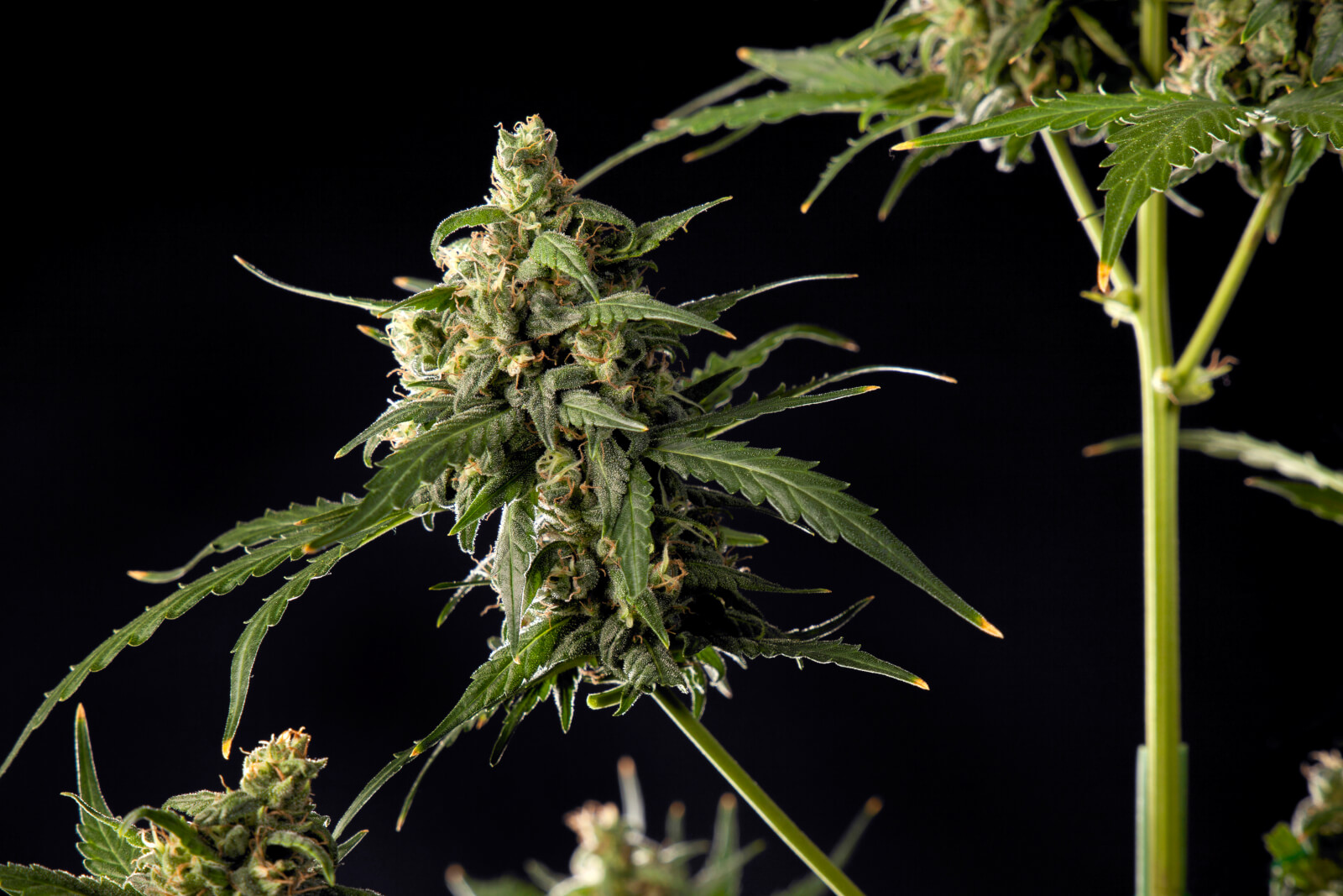 Lemon Auto CBD