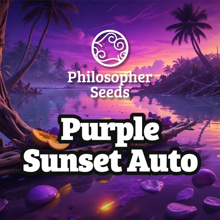 Purple Sunset Auto, sweet and sour cannabis